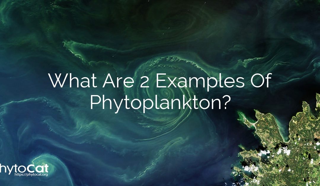 What Are 2 Examples Of Phytoplankton?