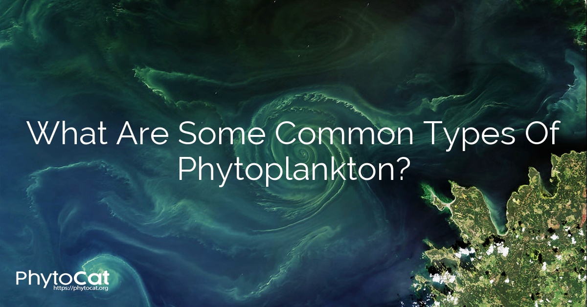 What Are Some Common Types Of Phytoplankton?
