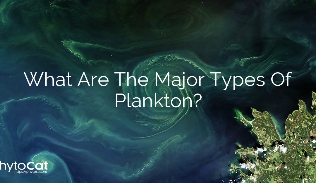 What Are The Major Types Of Plankton What Are The Major Types Of Plankton