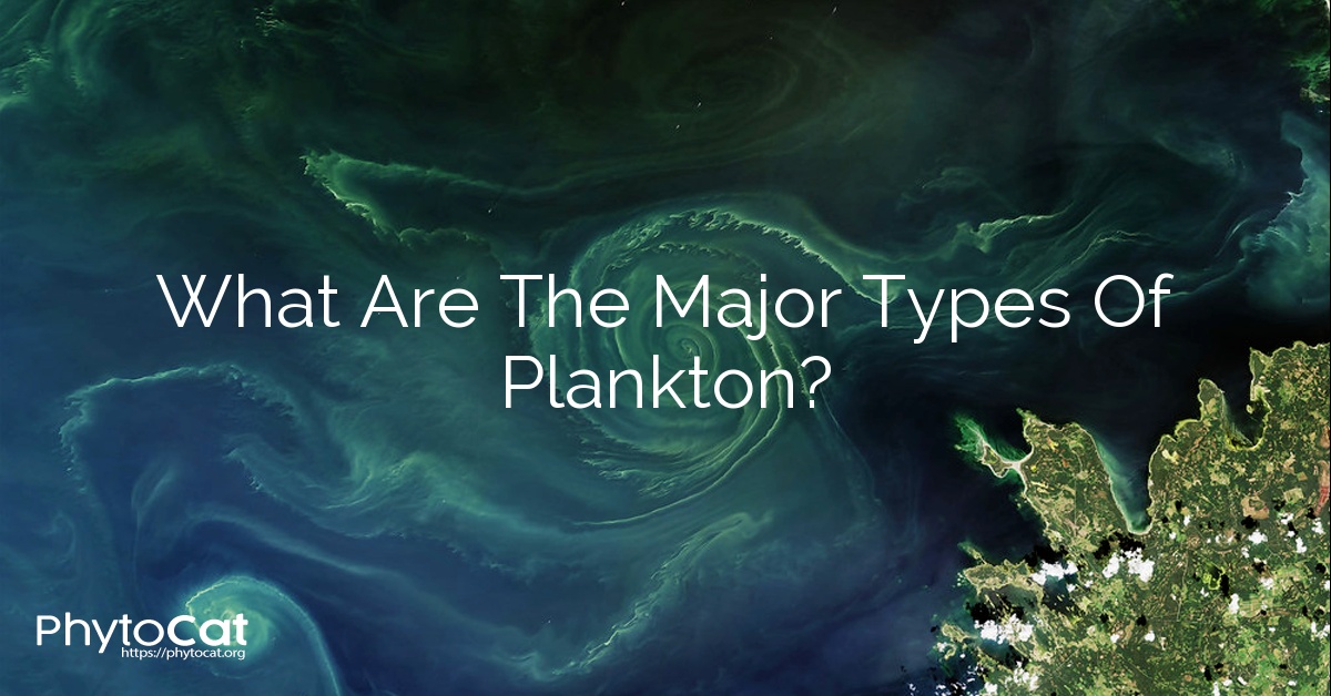 What Are The Major Types Of Plankton?