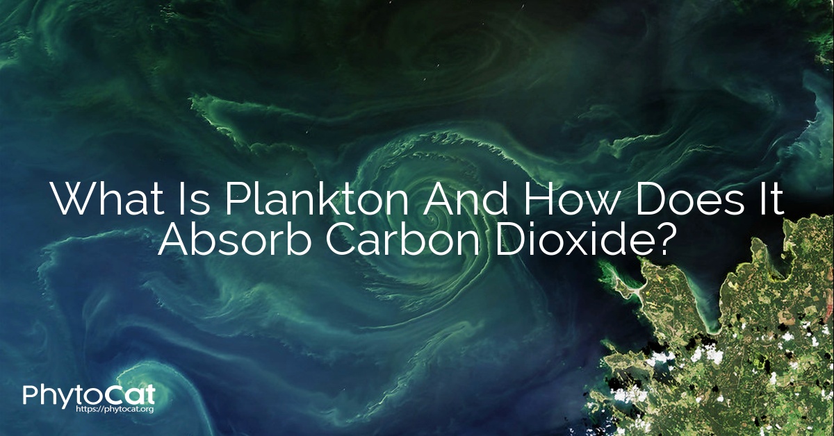 What Is Plankton And How Does It Absorb Carbon Dioxide?
