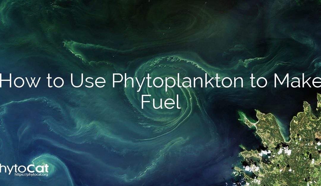 How to Use Phytoplankton to Make Fuel