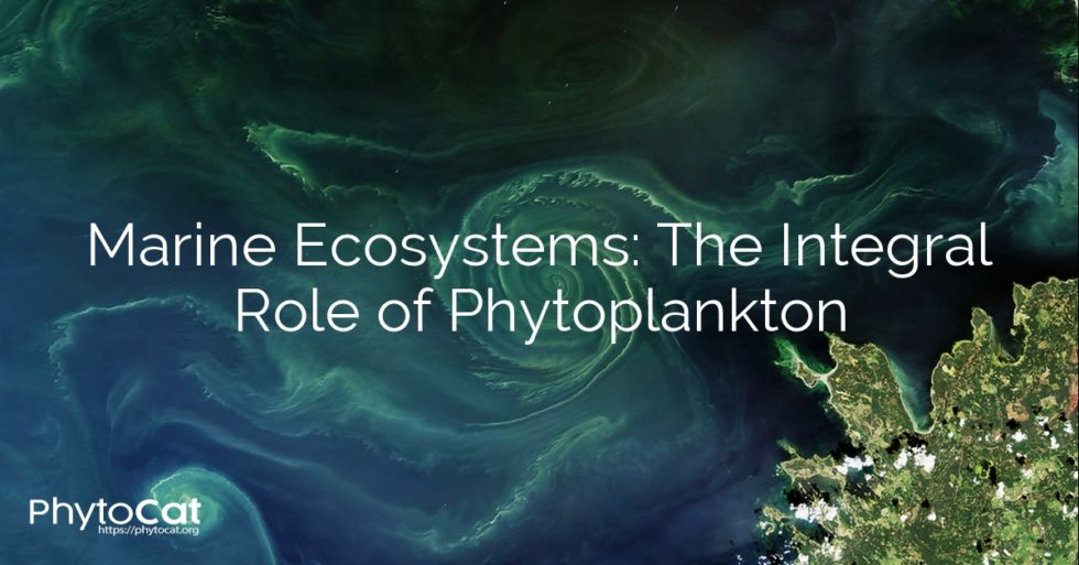 Marine Ecosystems: The Integral Role of Phytoplankton