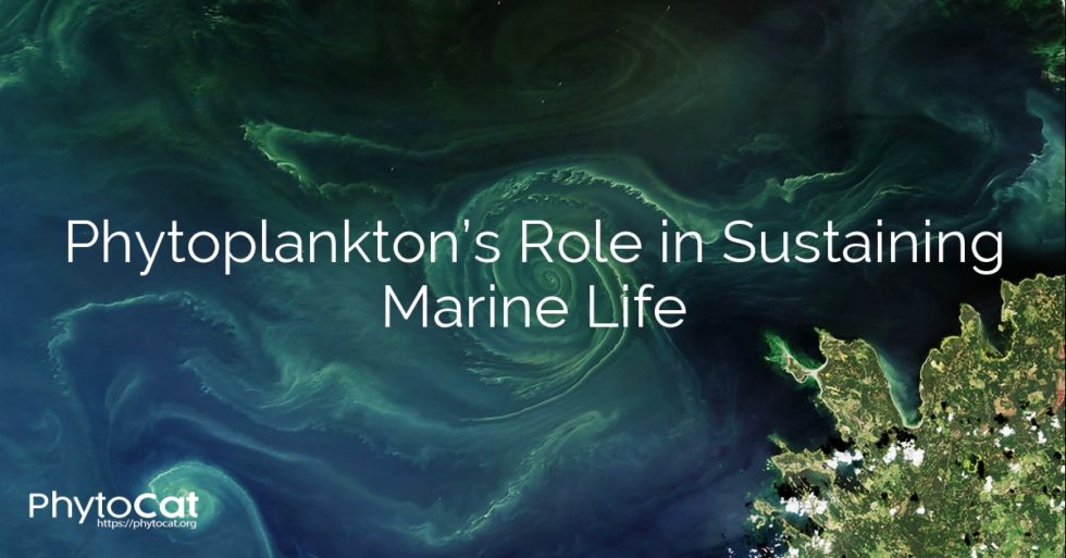 Phytoplankton's Role in Sustaining Marine Life