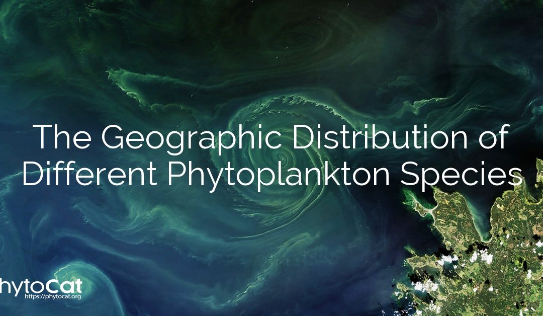 The Geographic Distribution of Different Phytoplankton Species