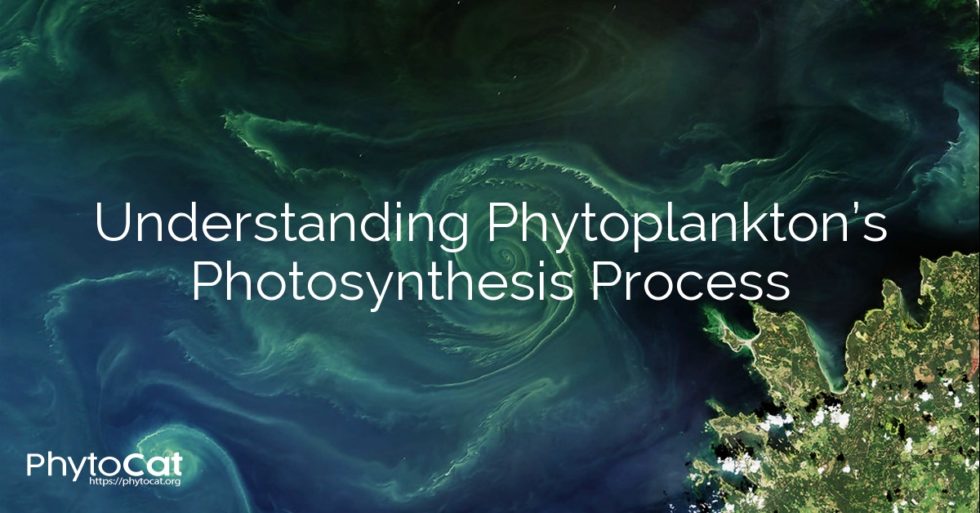 Understanding Phytoplankton's Photosynthesis Process