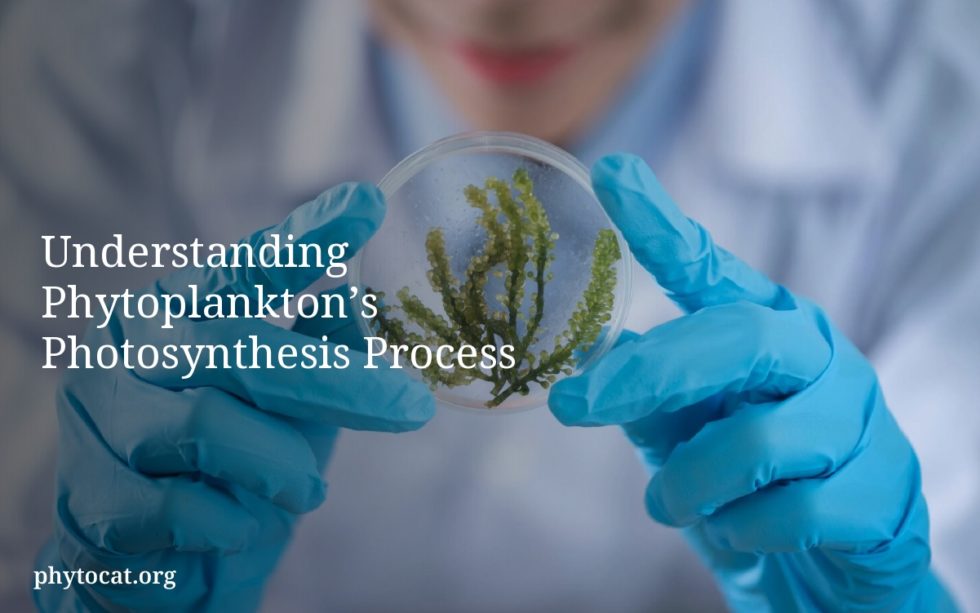Understanding Phytoplankton's Photosynthesis Process