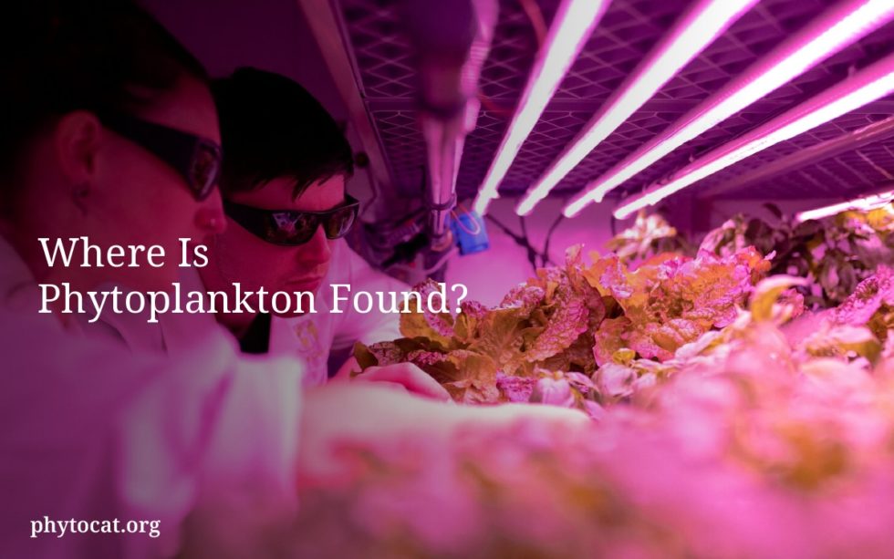 Where Is Phytoplankton Found?