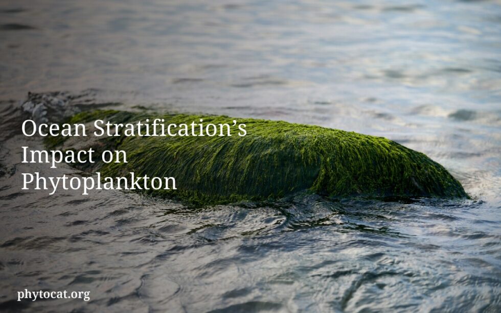 Phytoplankton Photosynthesis: How Do Phytoplankton Acquire Their Energy?