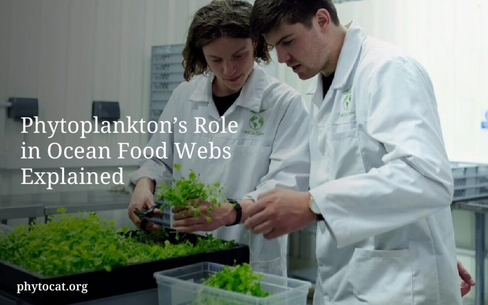 Phytoplankton's Role in Ocean Food Webs Explained